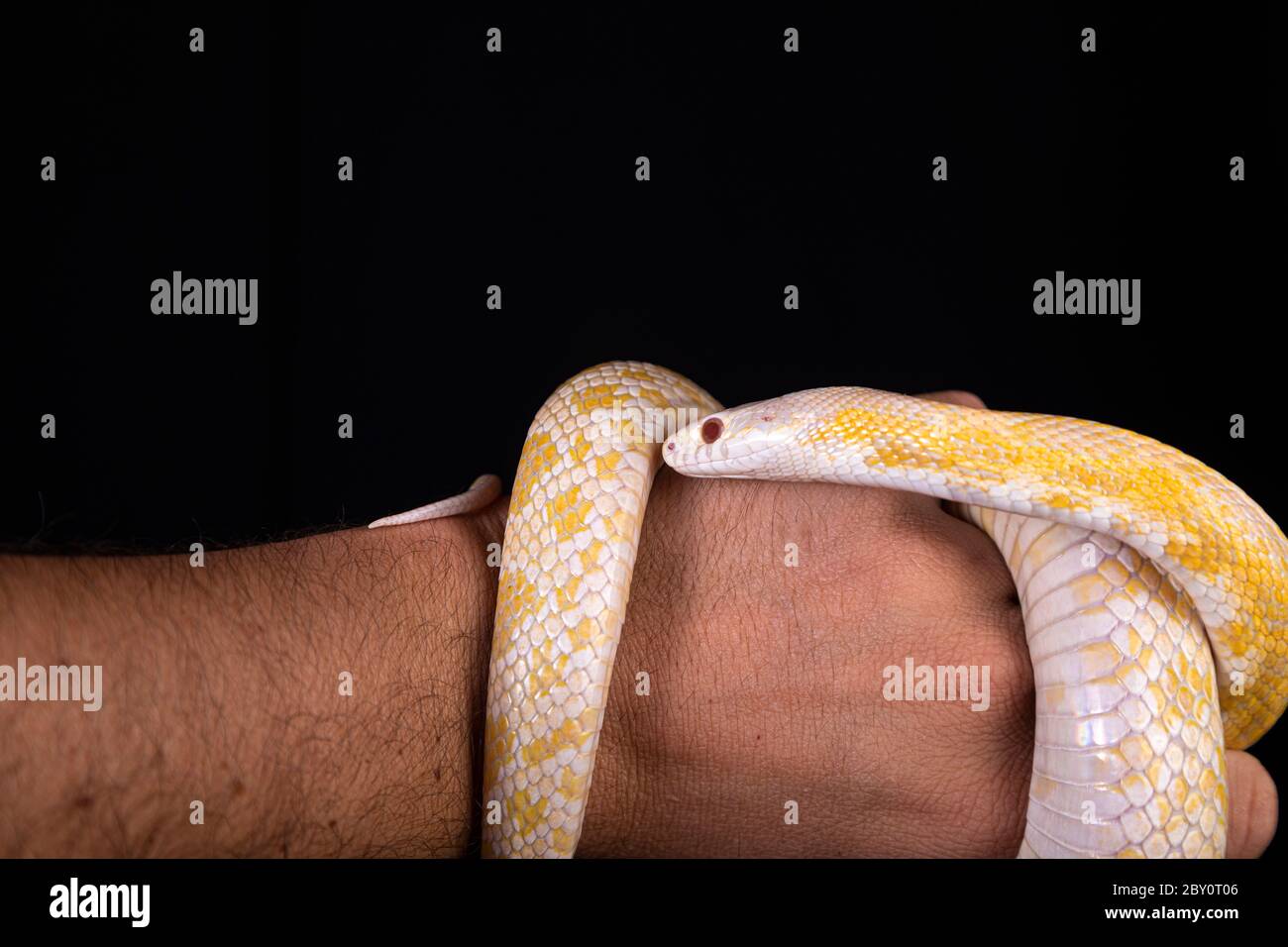 Beautiful hybrid snake, crossing of two species, corn snake and rat ...