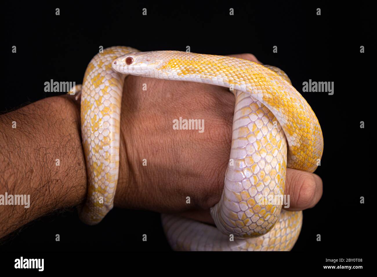 Beautiful hybrid snake, crossing of two species, corn snake and rat ...