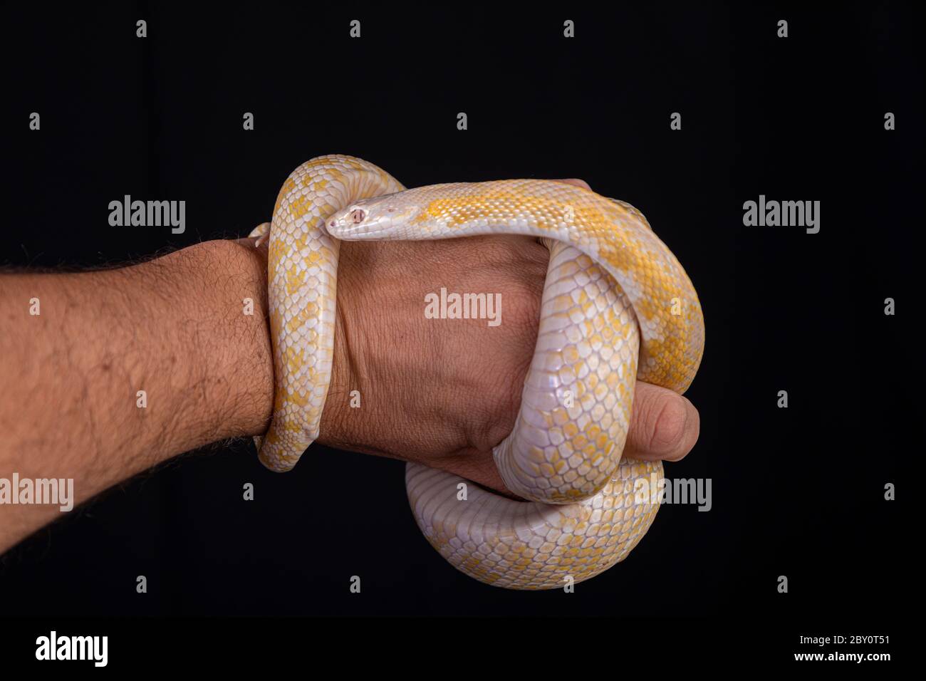 Beautiful hybrid snake, crossing of two species, corn snake and rat ...