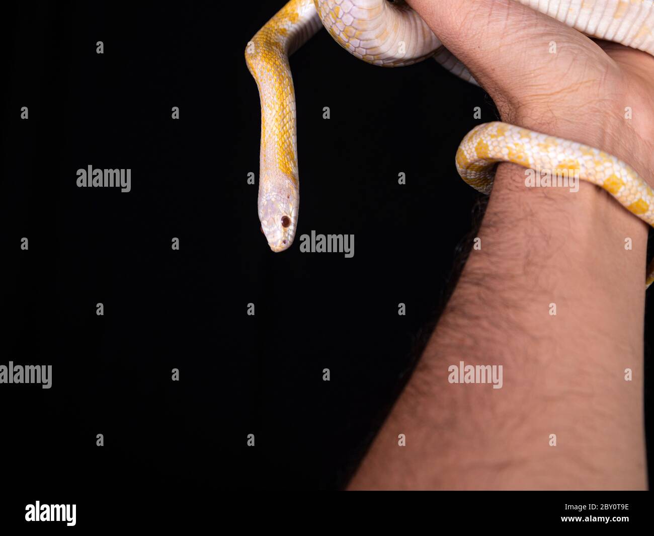 Beautiful hybrid snake, crossing of two species, corn snake and rat ...