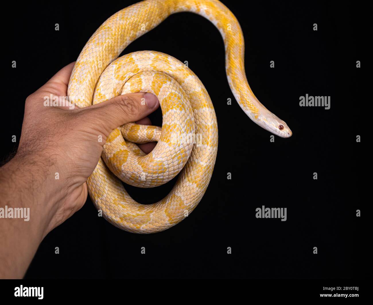 Corn Snake Hybrids