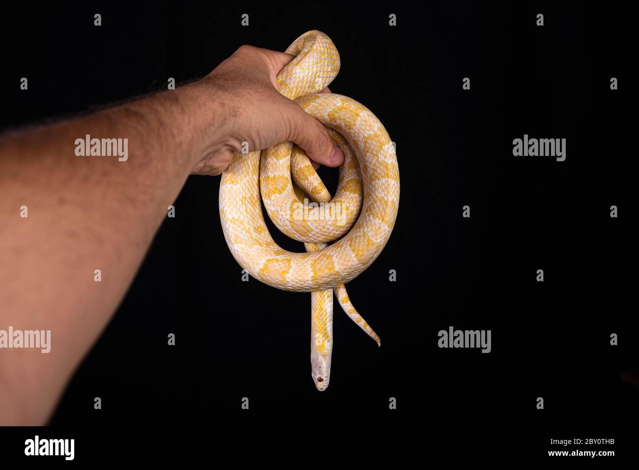 Beautiful hybrid snake, crossing of two species, corn snake and rat ...