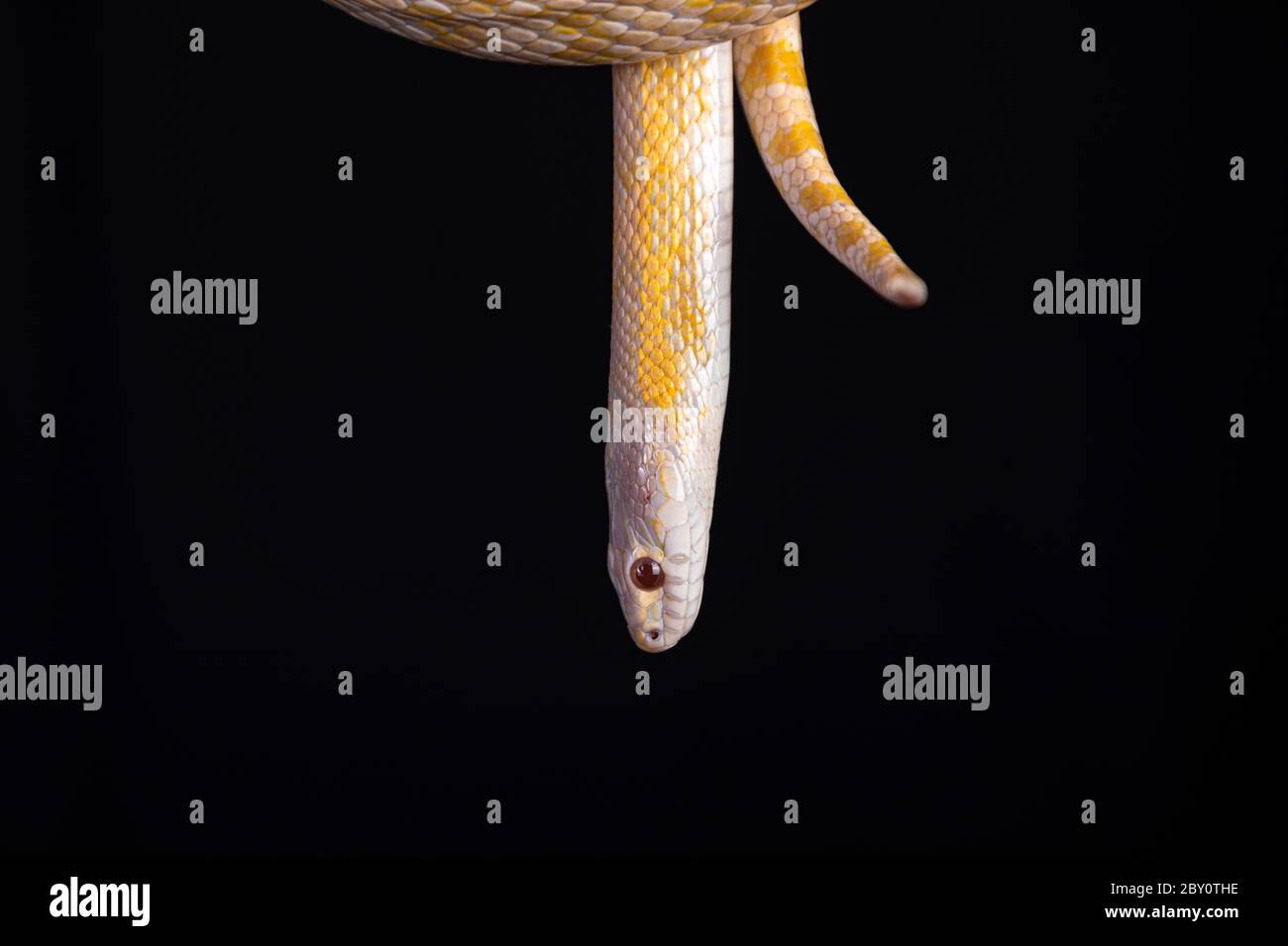 Beautiful hybrid snake, crossing of two species, corn snake and rat ...