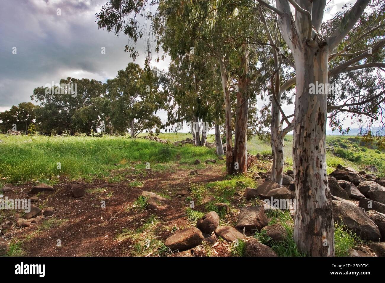 Trees and stones Stock Photo - Alamy