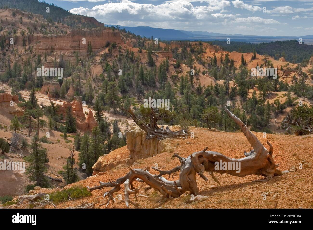 The dried up tree Stock Photo - Alamy