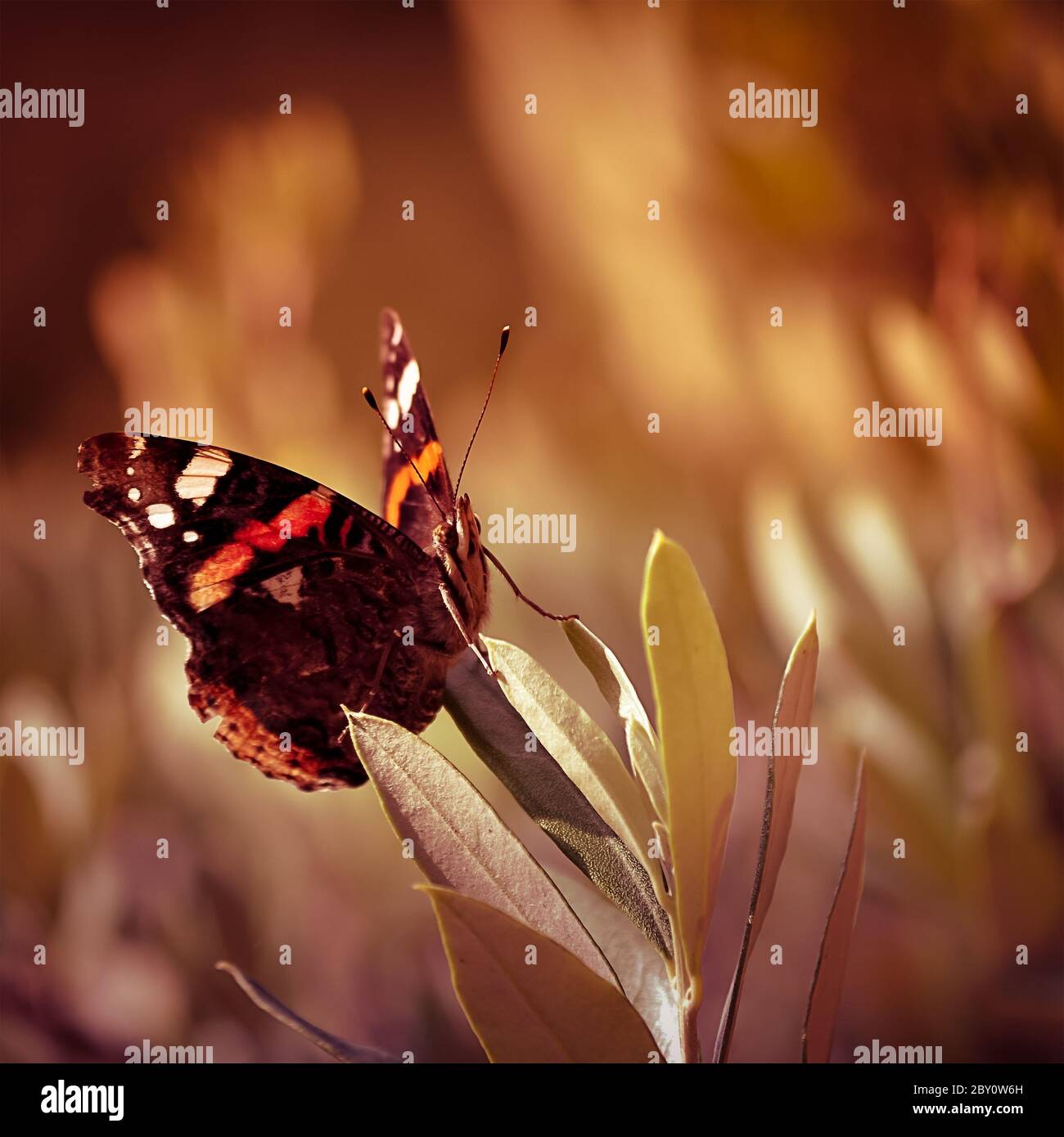 butterfly in the sunset Stock Photo - Alamy