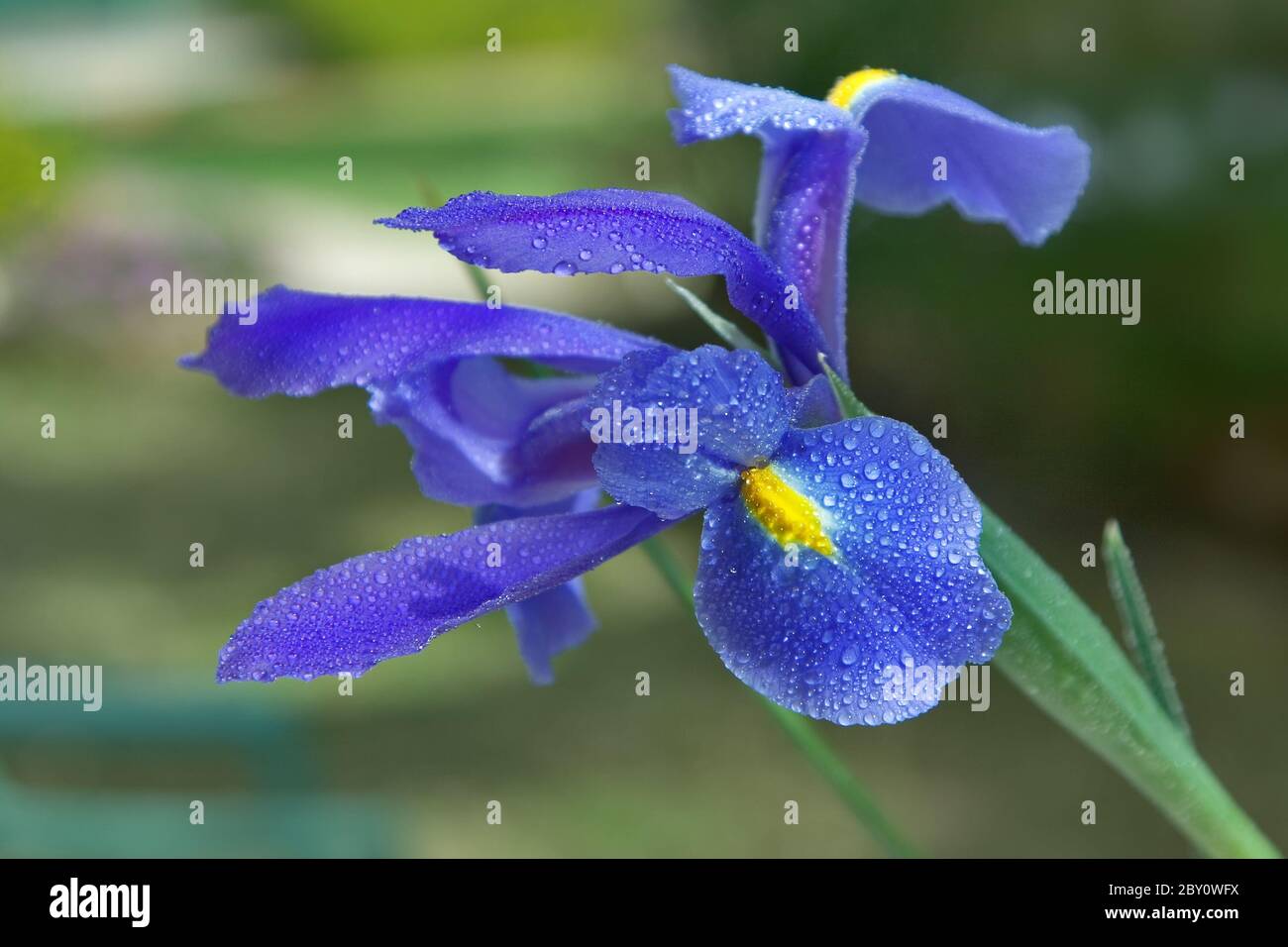 Gentle backdrop hi-res stock photography and images - Alamy