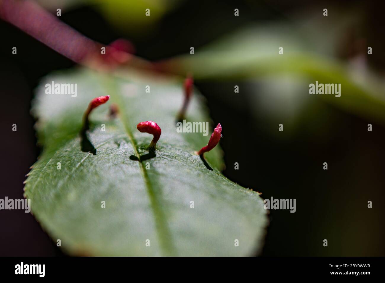 Galls form on a cherry tree leaf Stock Photo - Alamy