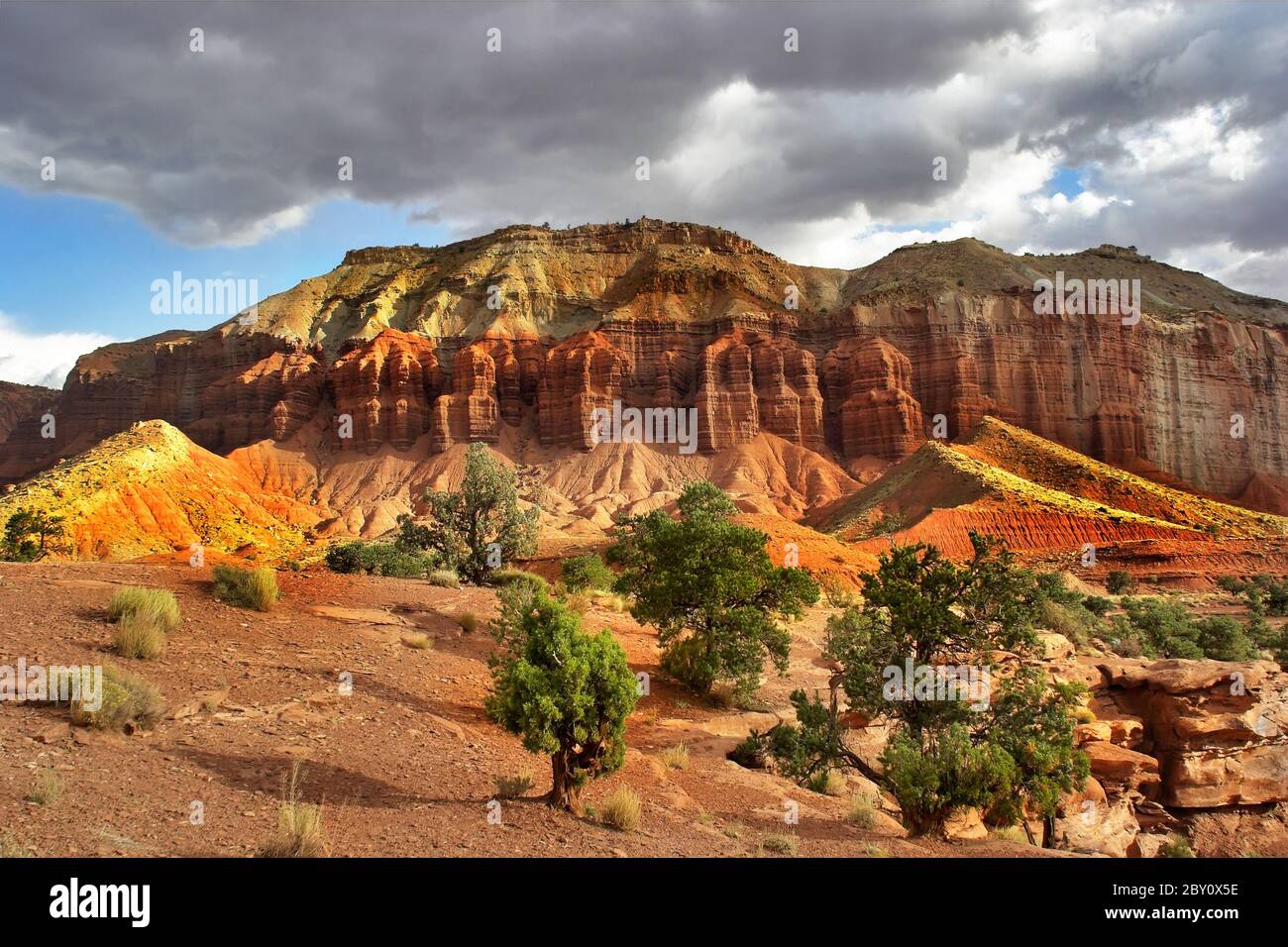 Trees among rocks Stock Photo - Alamy
