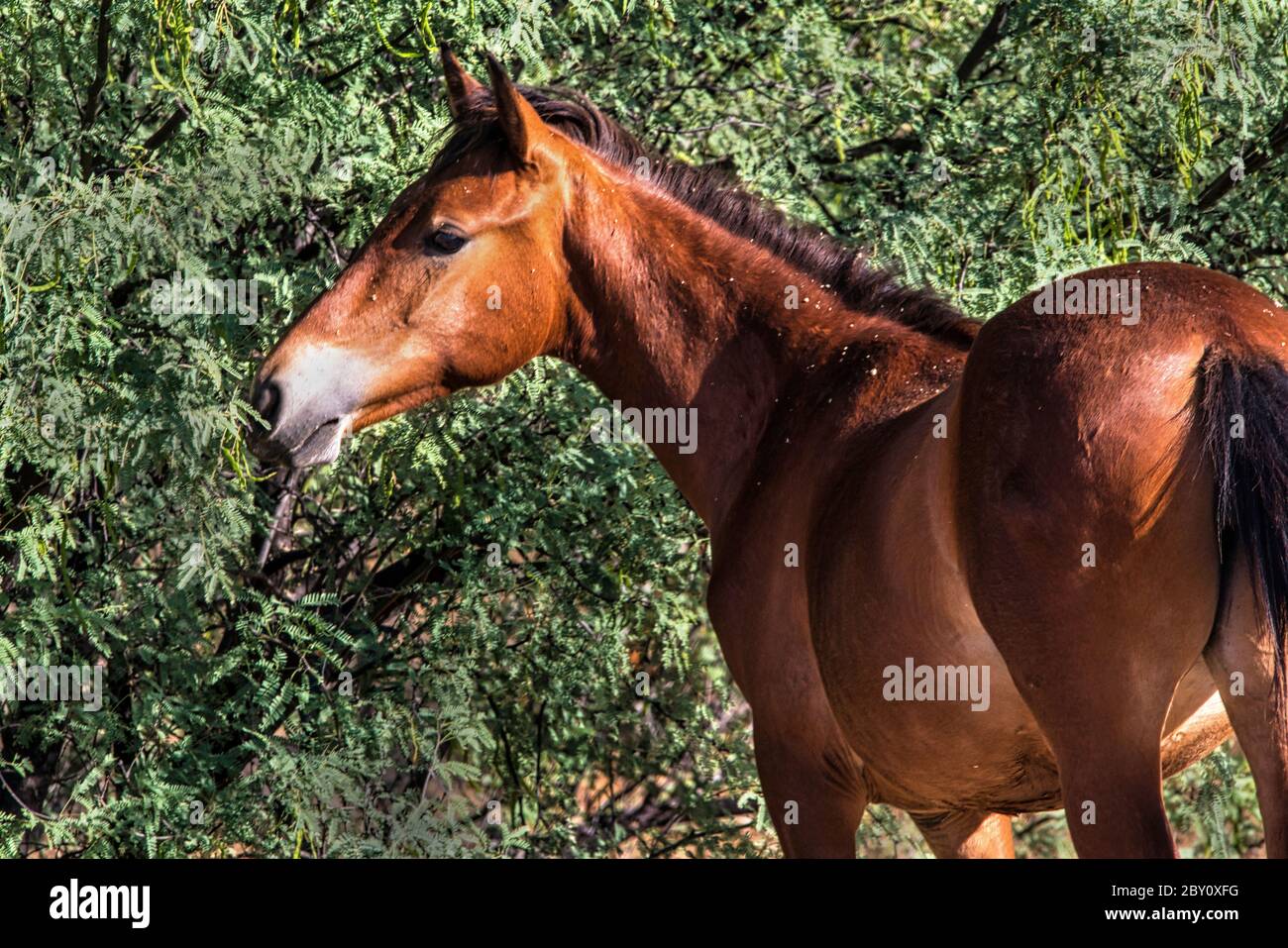 Salt River Wild Horses in Tonto National Forest near Phoenix, Arizona ...