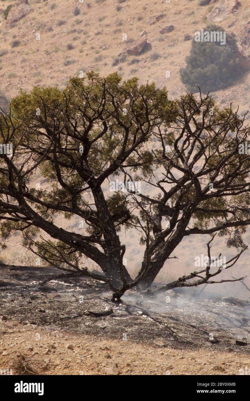 Desert fire with burning bushes and brush Stock Photo - Alamy