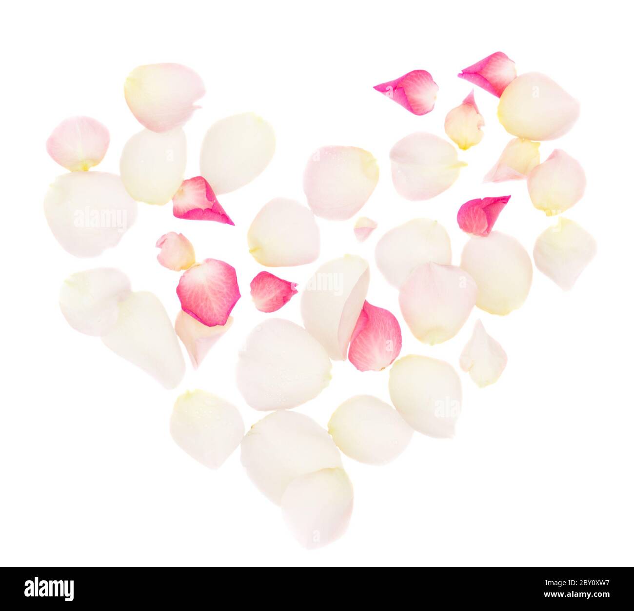 Closeup shot rose petals Cut Out Stock Images & Pictures - Alamy