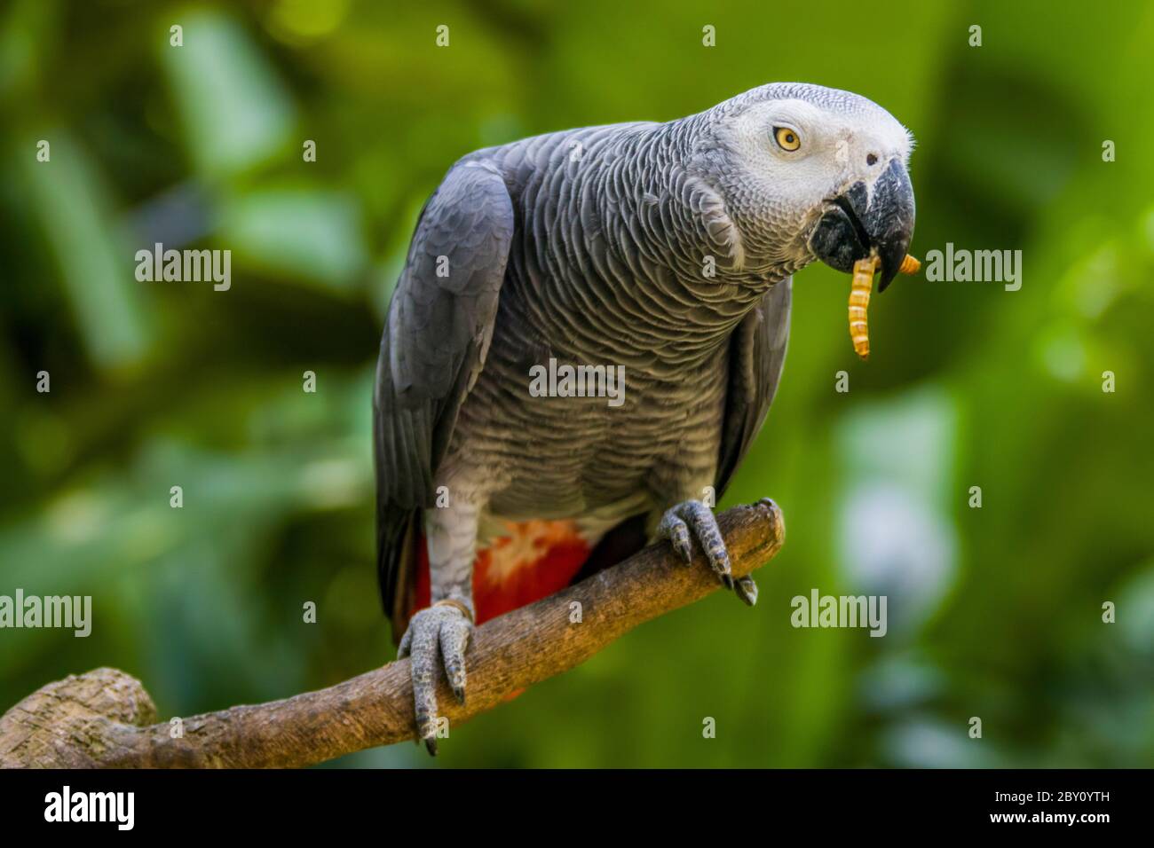 African grey parrot(Psittacus erithacus) is eating worm. The grey ...