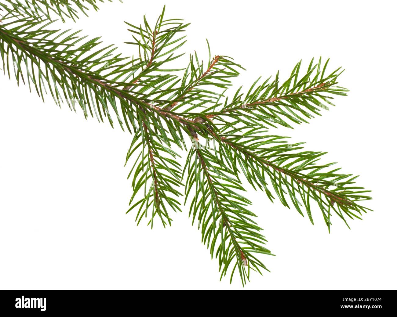 Hanging fir Cut Out Stock Images & Pictures - Alamy