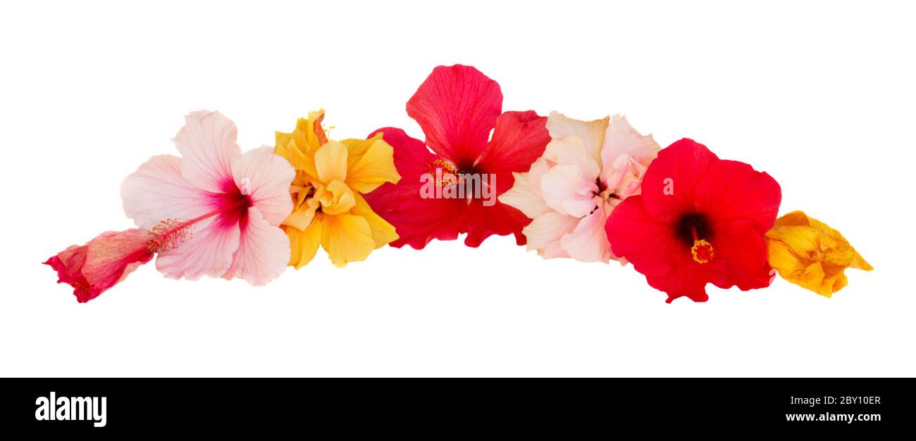 Yellow rose flower garden border Cut Out Stock Images & Pictures - Alamy