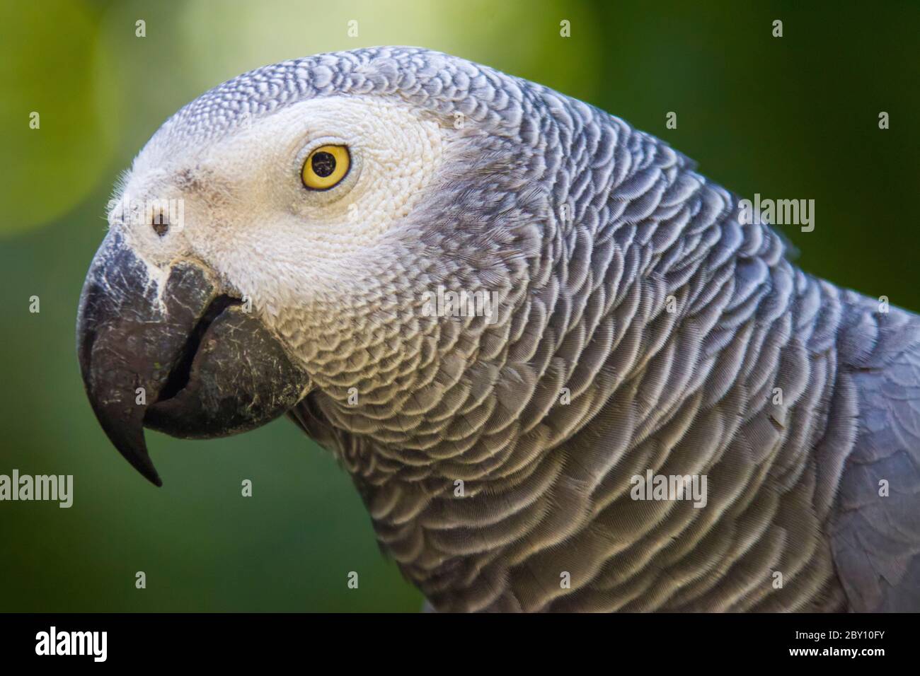 African grey parrot(Psittacus erithacus) closeup The grey parrot is a ...