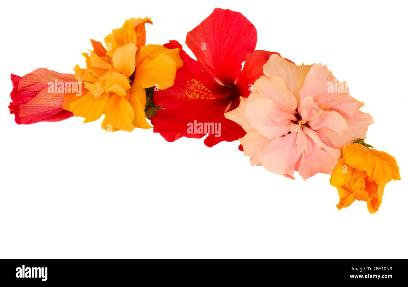 hibiscus flower border Stock Photo - Alamy