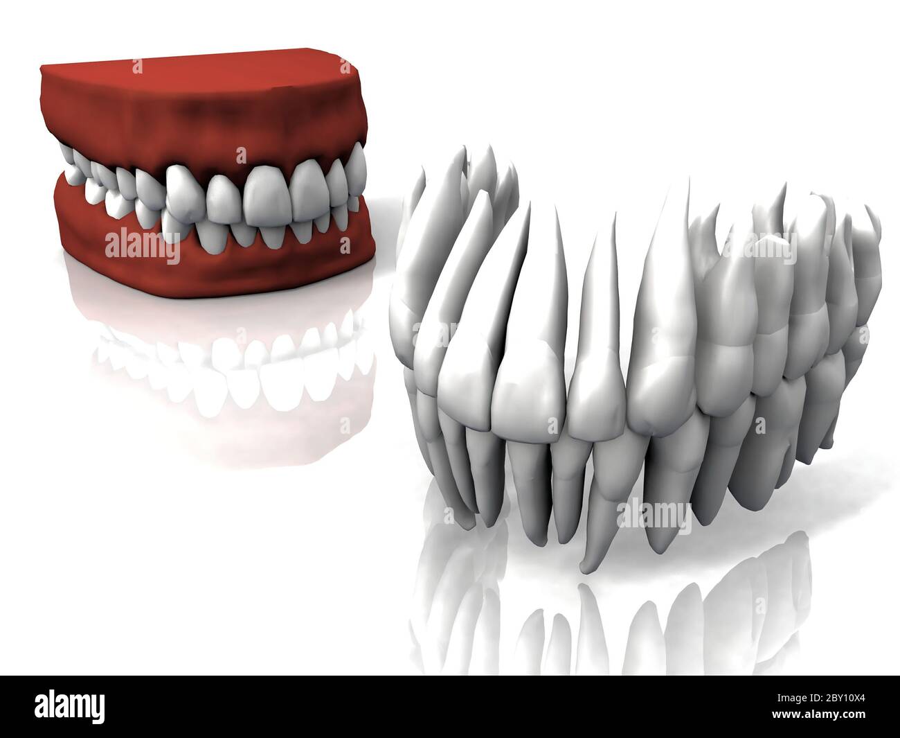 the teeth and false teeth Stock Photo - Alamy