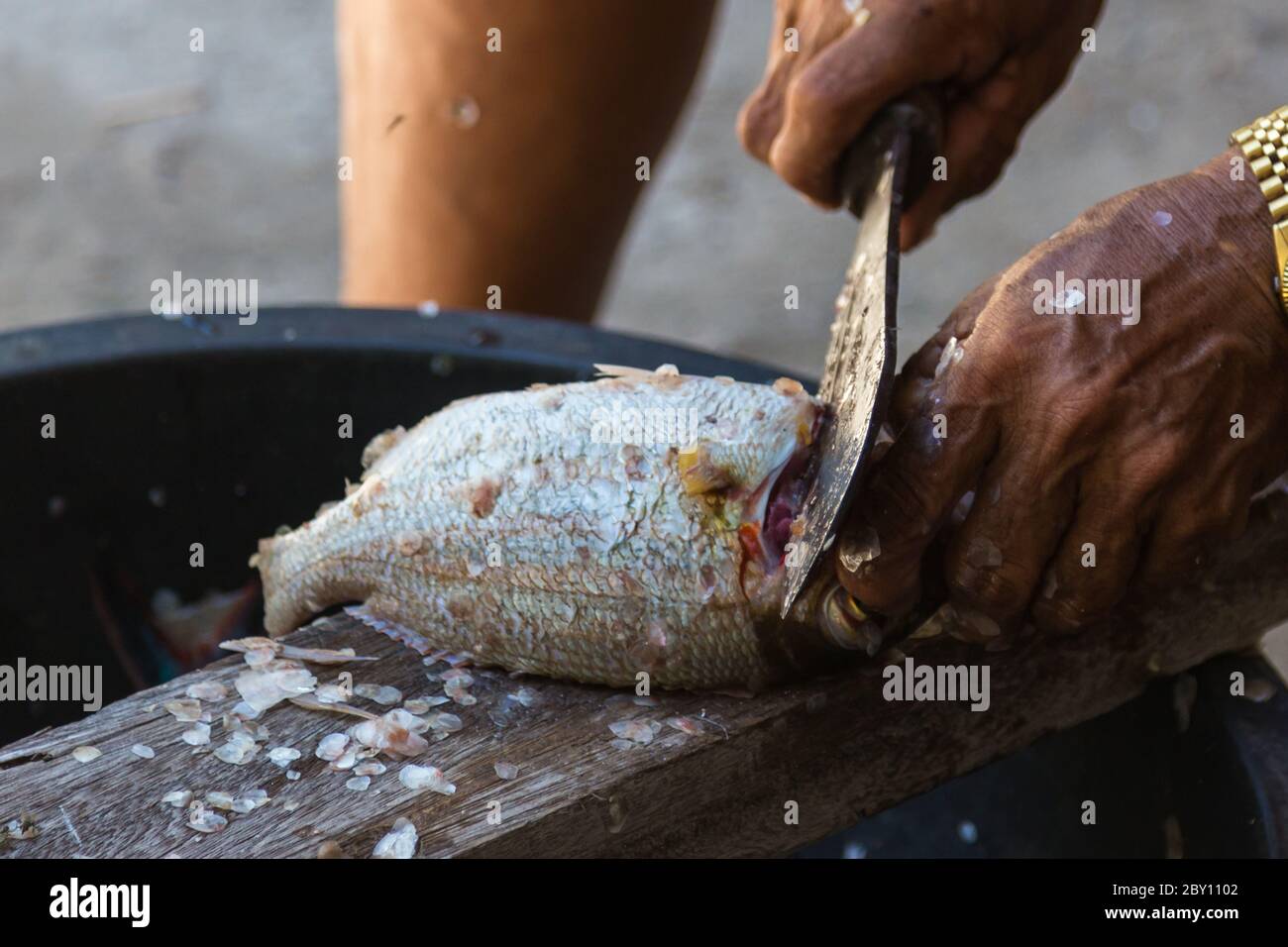 Local old man hand cutting fish in their own way in Mantanani Island ...