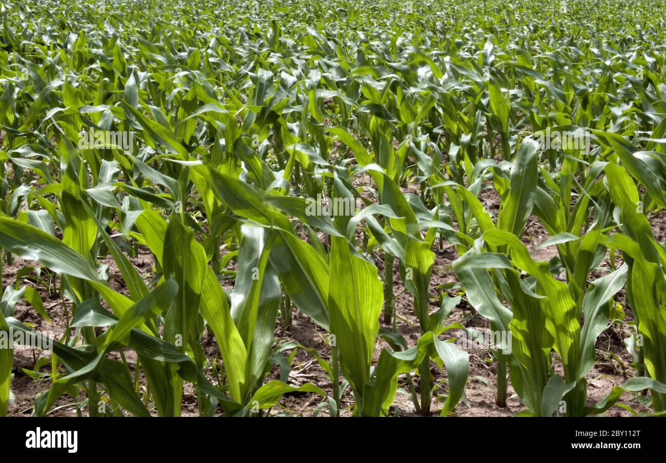 Wisconsin Cornfield with Clouds on Bright Summer Day Stock Photo - Alamy