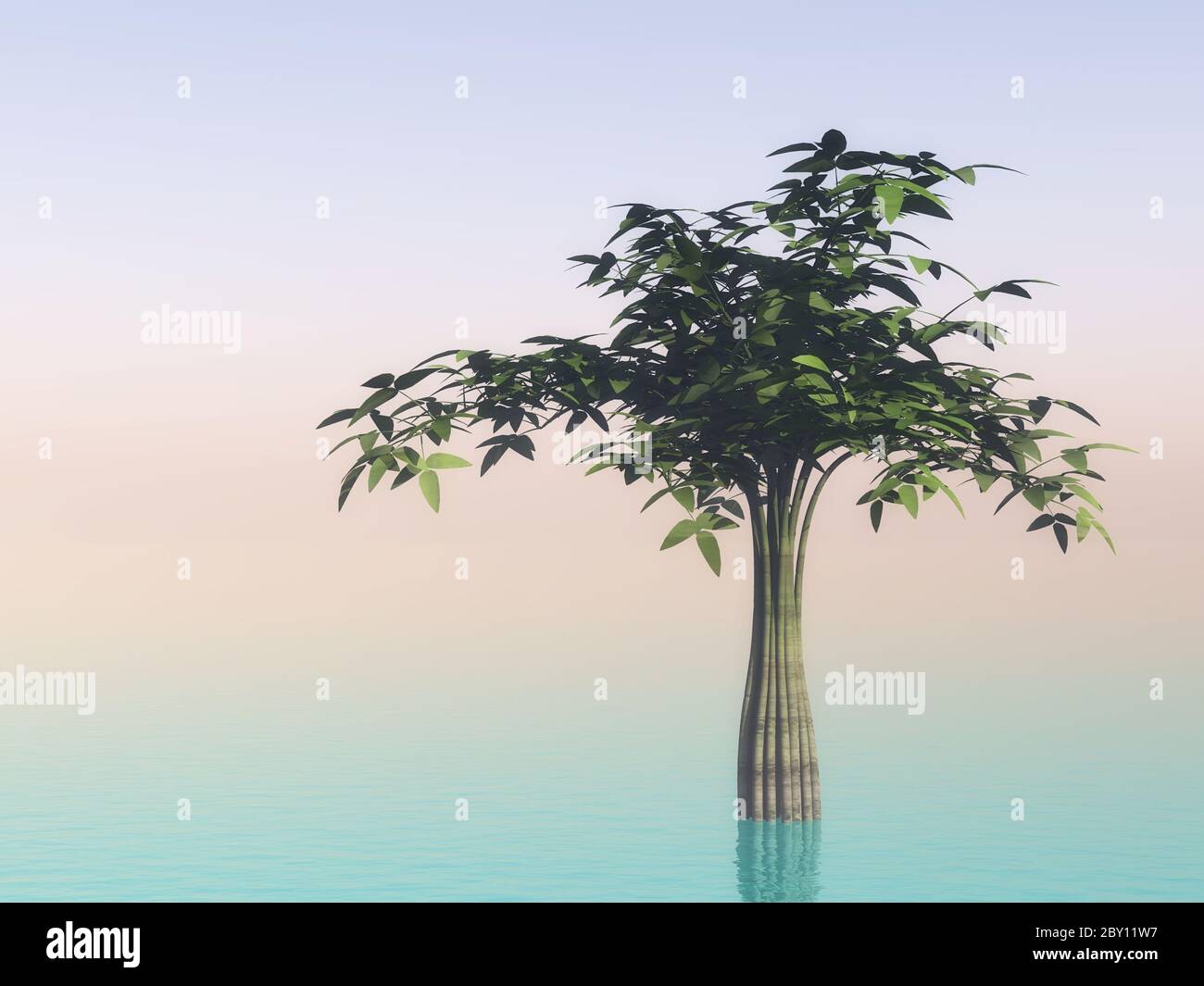 Small bamboo plants hi-res stock photography and images - Alamy