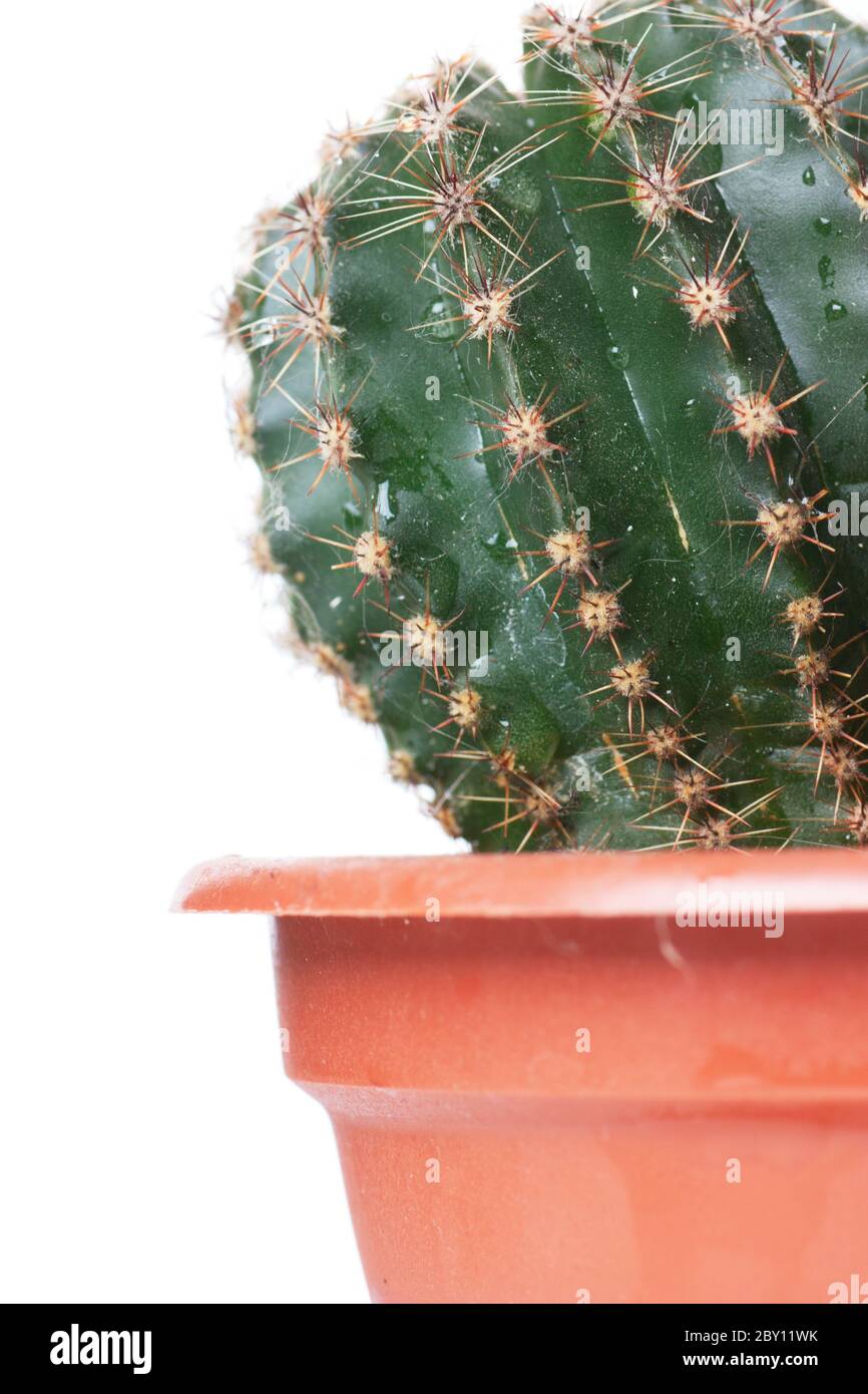 Side view of cactus flower hi-res stock photography and images - Alamy