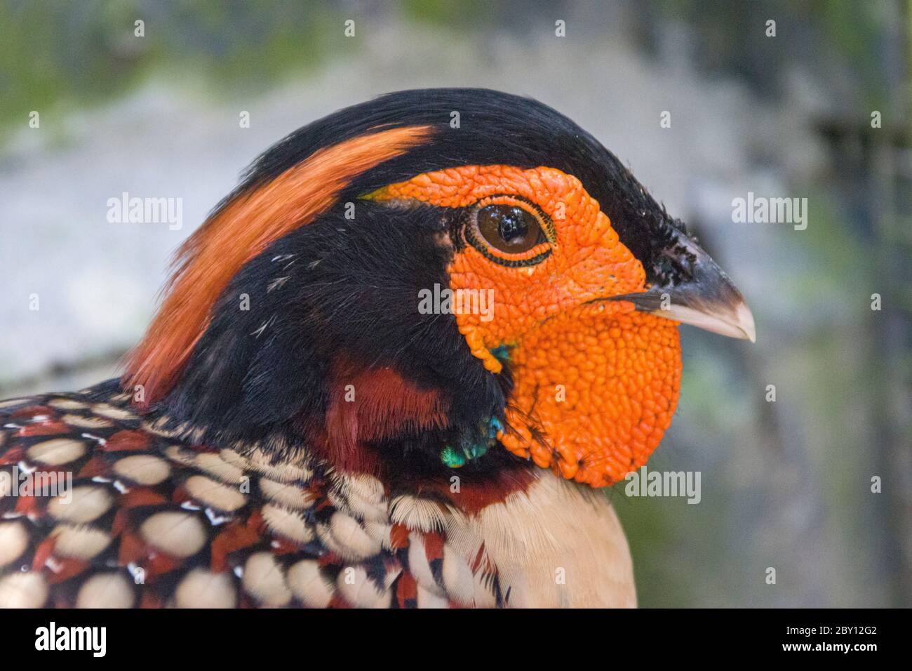 Tragopan hi-res stock photography and images - Alamy