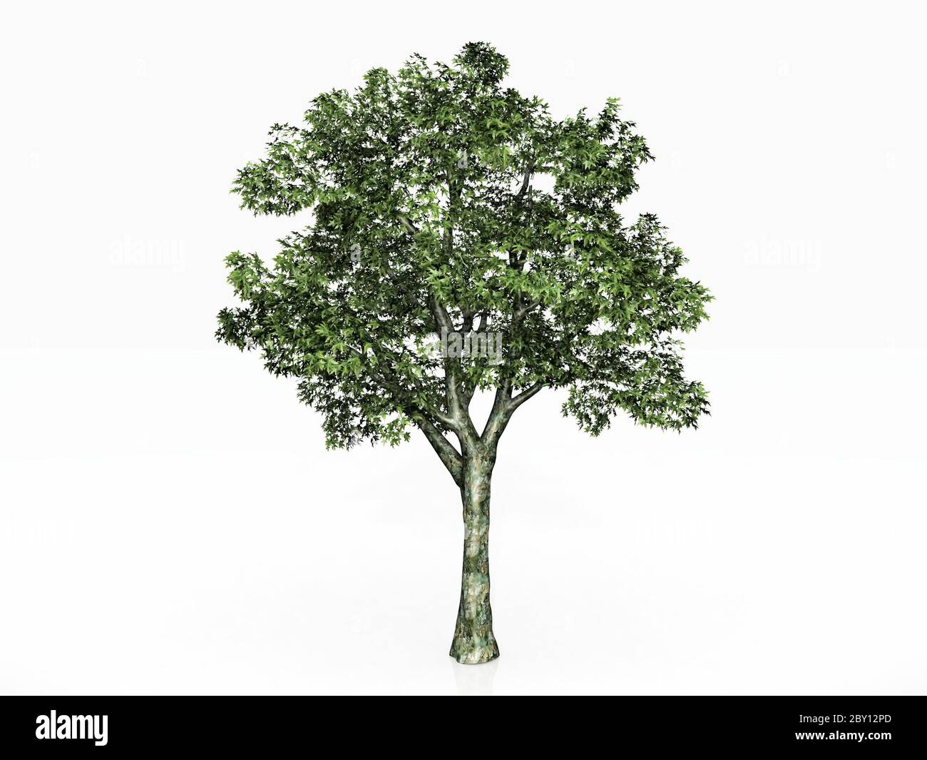 the plane tree on a white background Stock Photo - Alamy