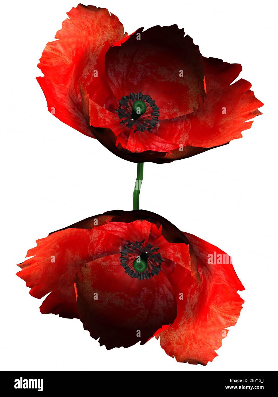 poppy on a white background Stock Photo - Alamy