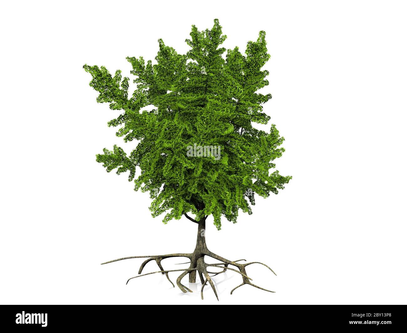 Ginkgo tree canopy hi-res stock photography and images - Alamy