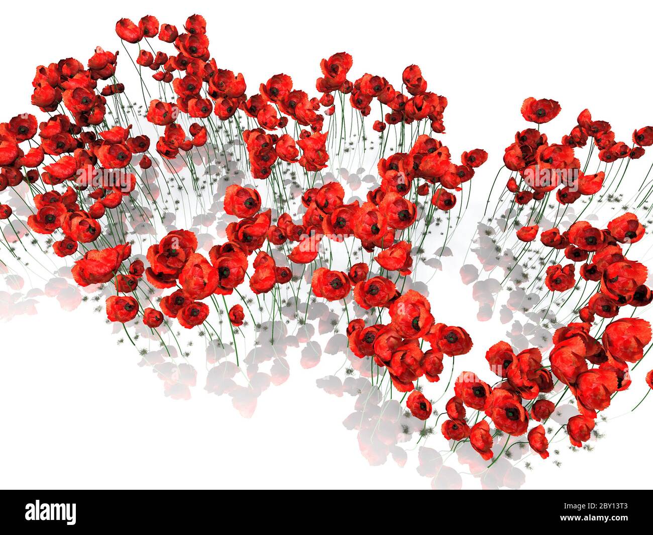 Round of poppies on white background Stock Photo - Alamy