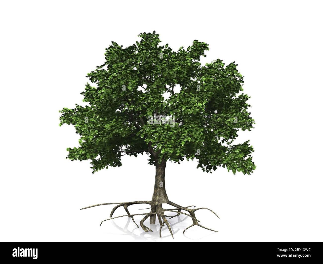 White painted oak wood Cut Out Stock Images & Pictures - Alamy