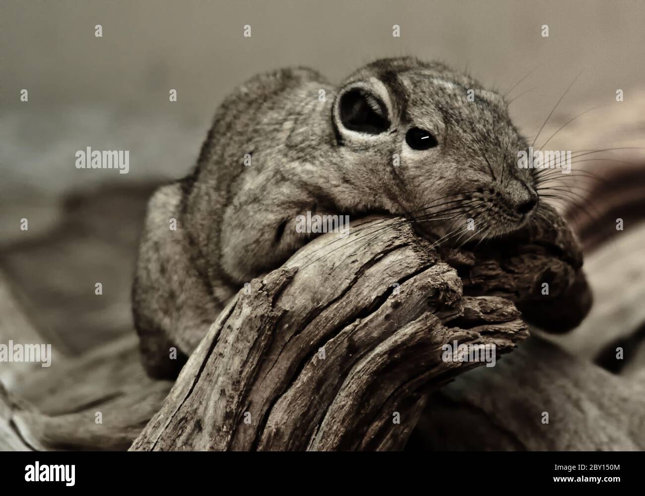 Gundi hi-res stock photography and images - Alamy