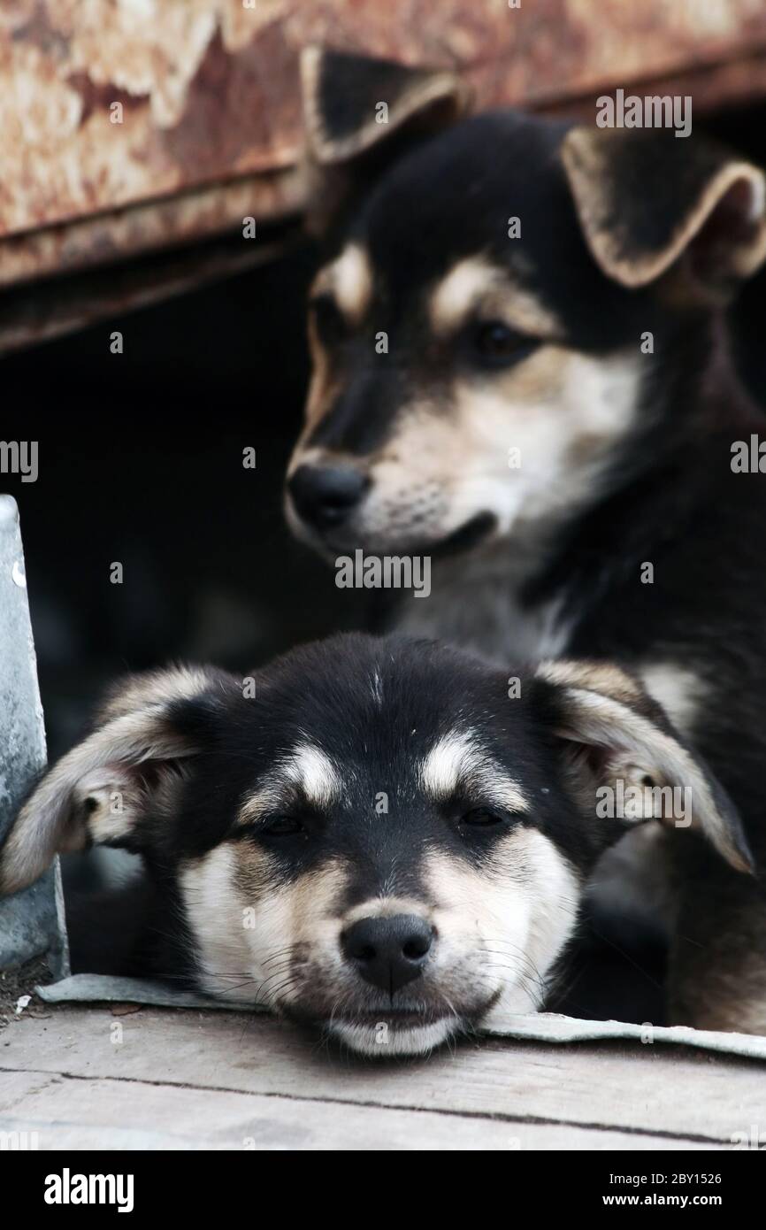 Close up portrait homeless puppies hi-res stock photography and images ...