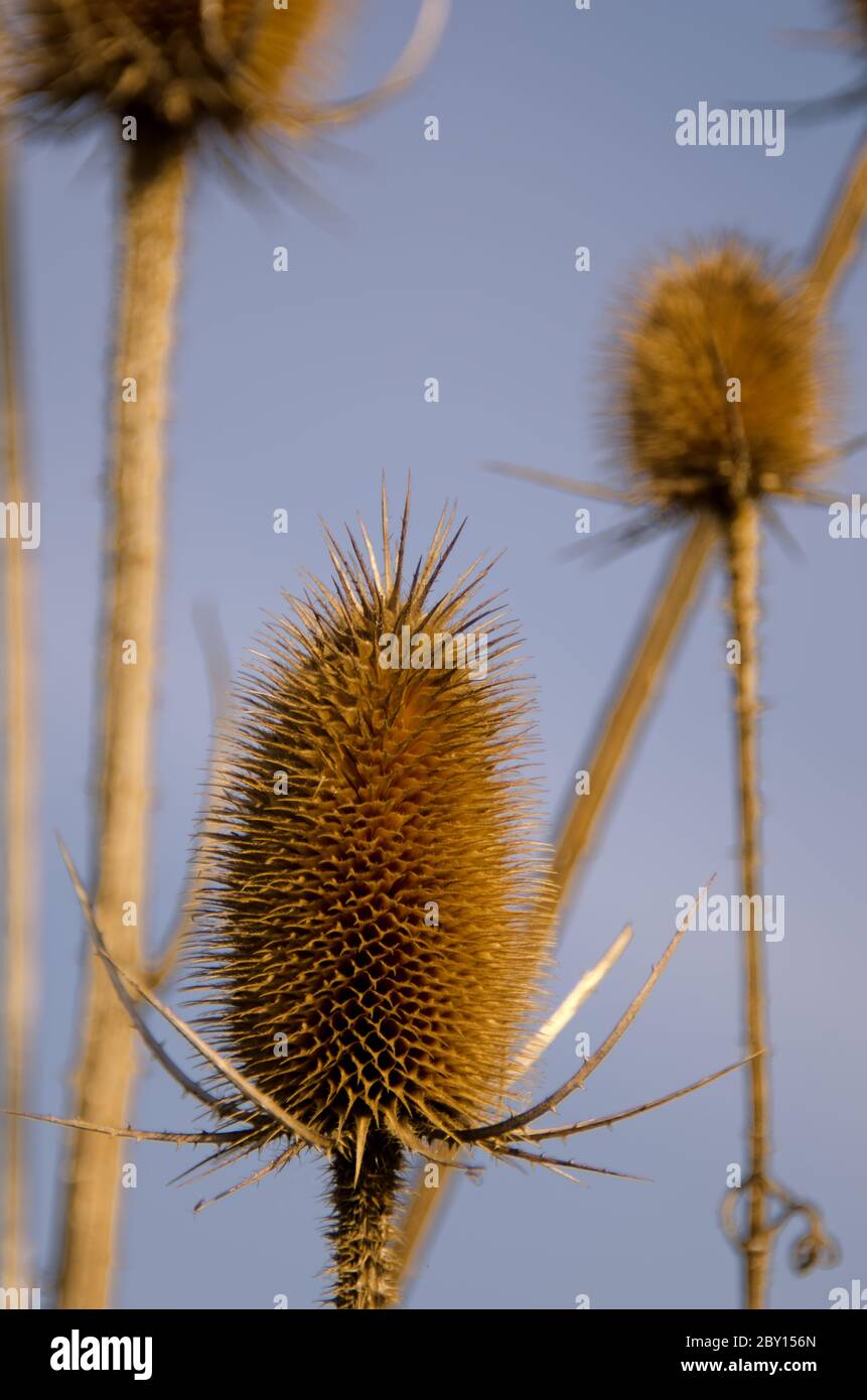 Scottish thistles hi-res stock photography and images - Alamy