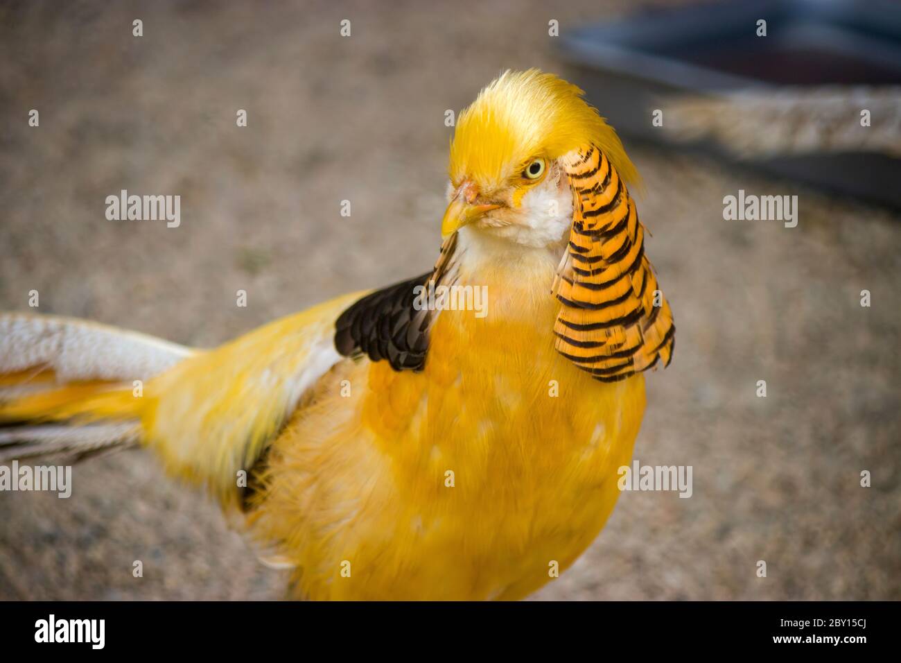 the Yellow Golden Pheasant closeup image. The Yellow Golden, also known ...