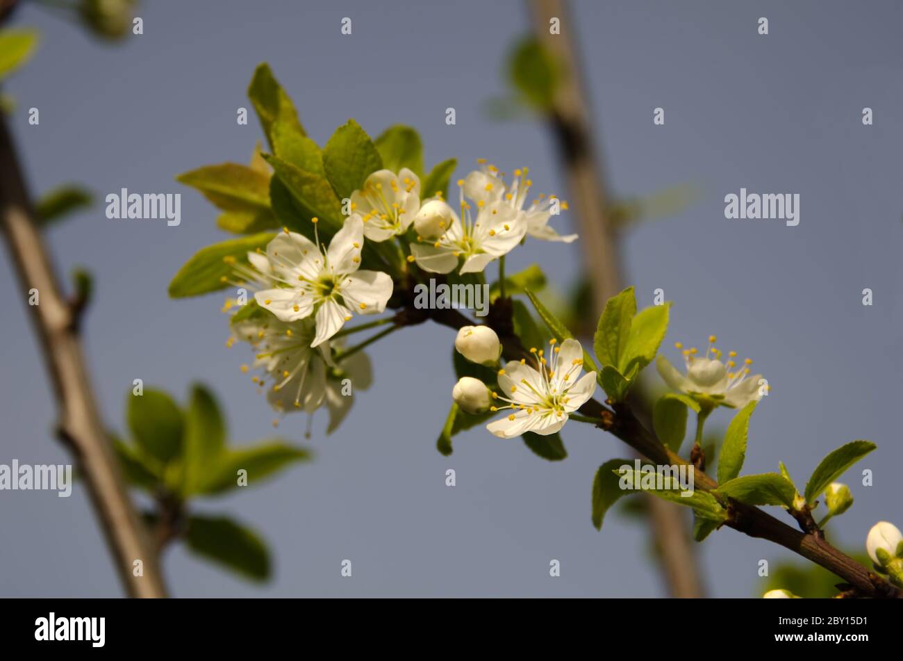 The flowers of mirabelle plum tree Stock Photo - Alamy