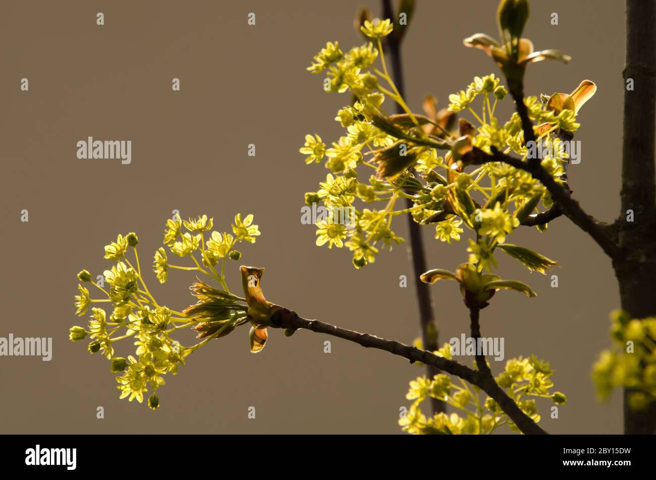 The flowers of plane tree Stock Photo - Alamy