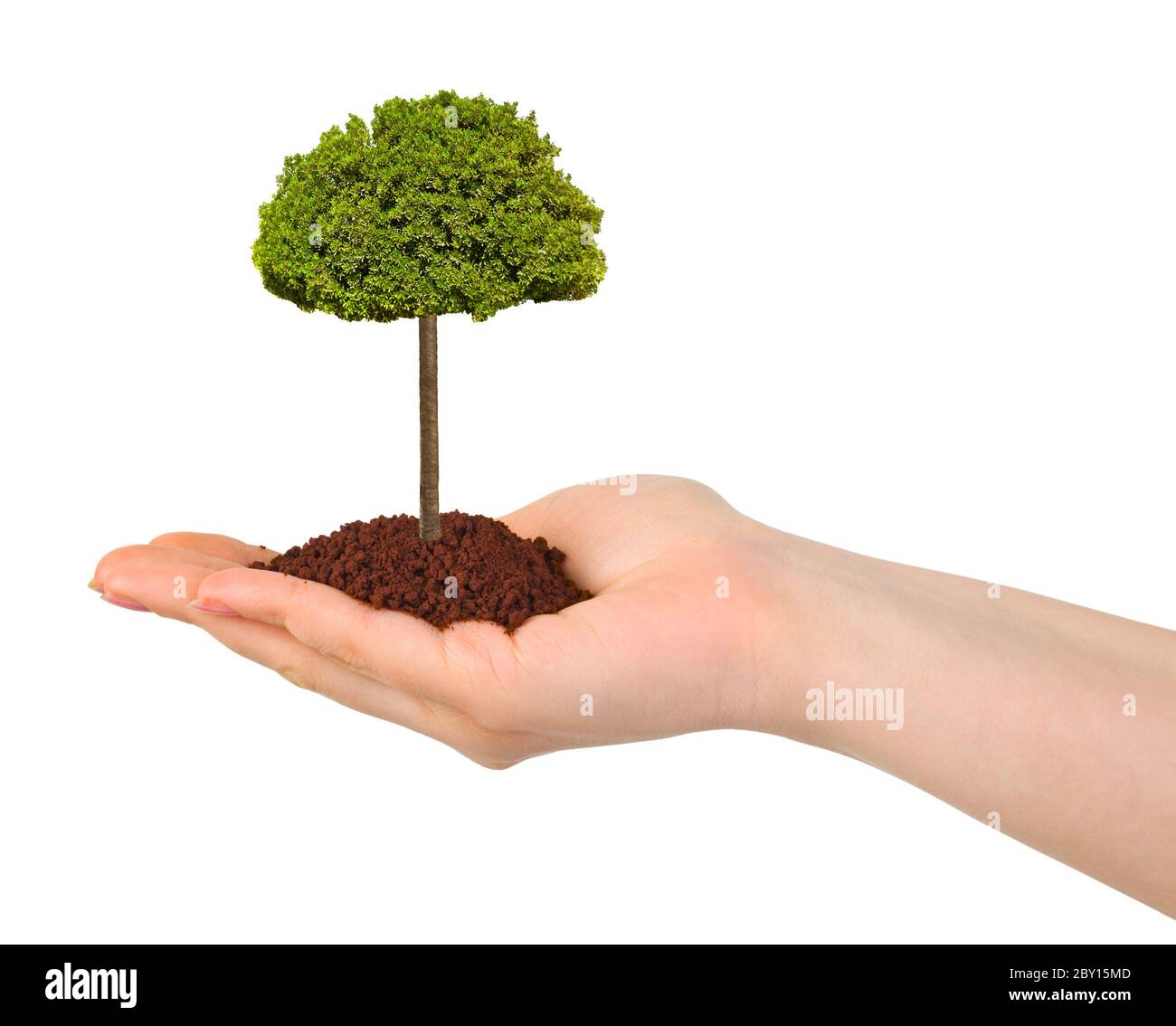 Hand and tree Stock Photo - Alamy