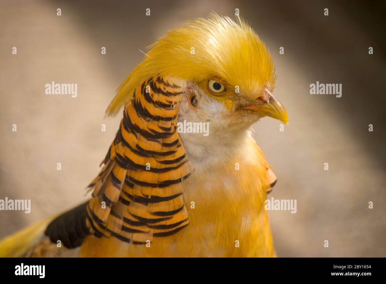 the Yellow Golden Pheasant closeup image. The Yellow Golden, also known ...