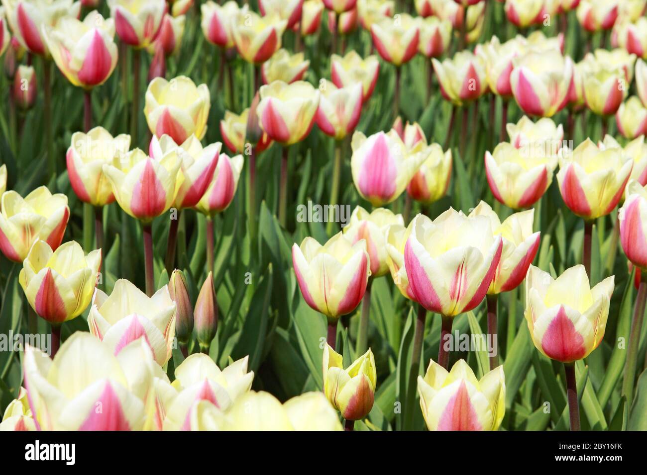 Field of tulips Stock Photo - Alamy
