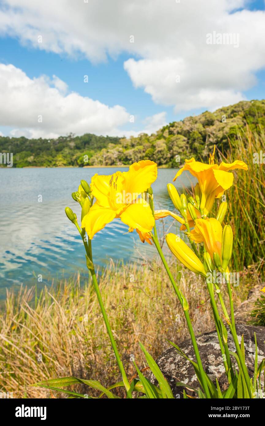 North queensland australia flowers hi-res stock photography and images ...