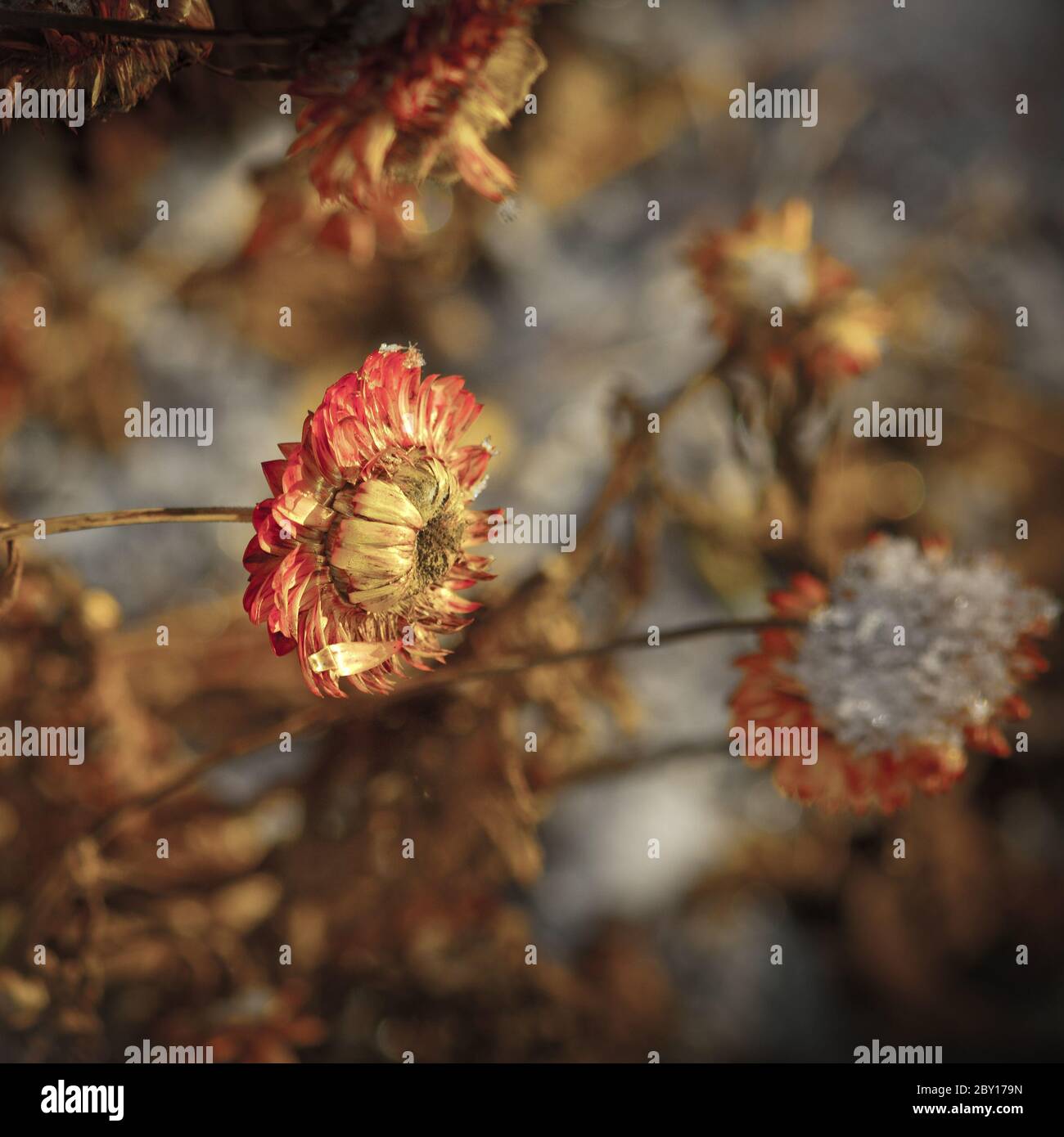 Desiccated flowers hi-res stock photography and images - Alamy