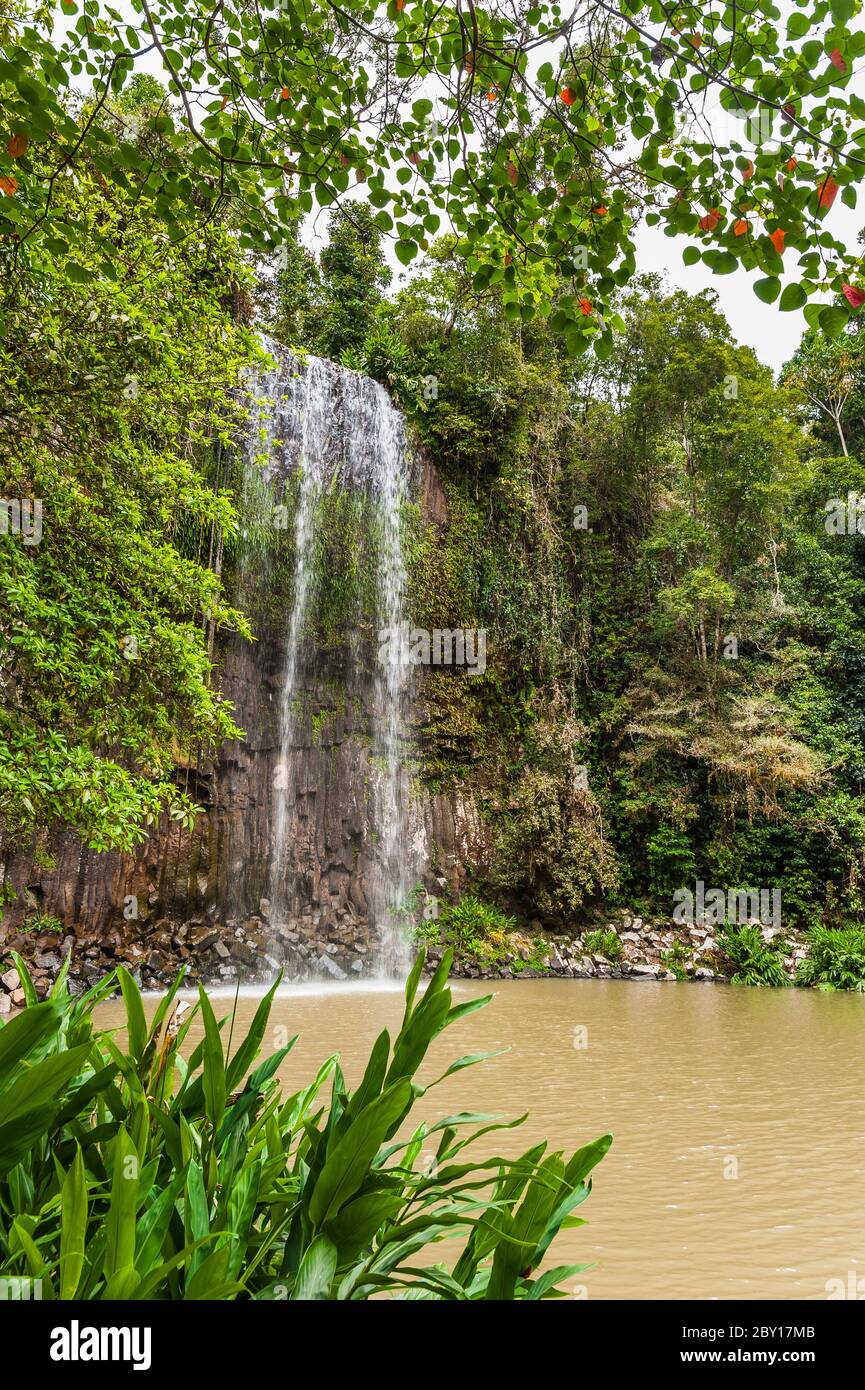 Scenic view through wild ginger of Millaa Milla waterfall, the most ...