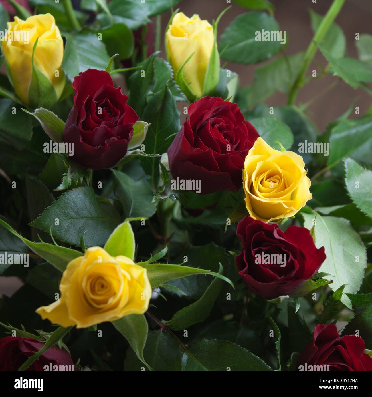 rose bouquet with yellow and red flowers Stock Photo - Alamy
