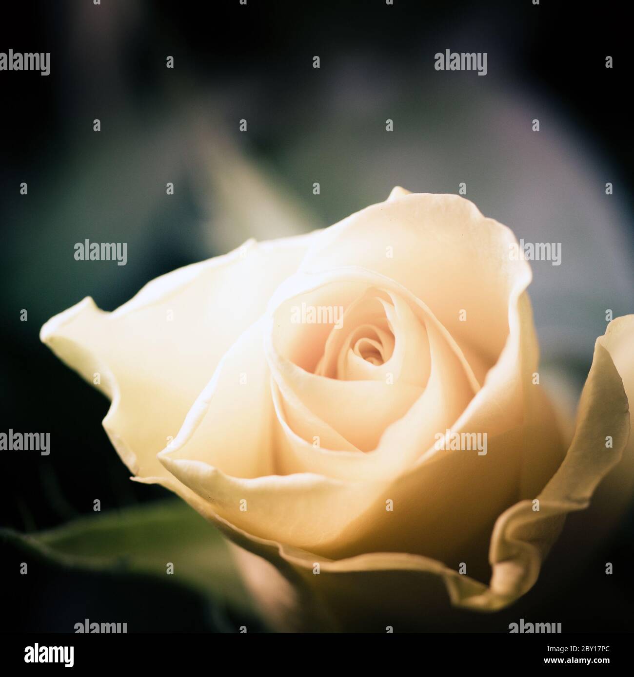 radiantly beautiful rose blossom Stock Photo - Alamy