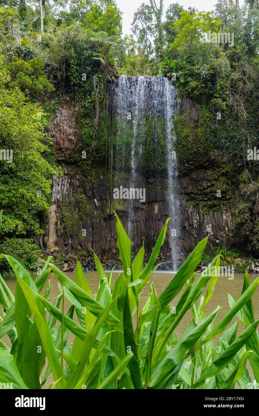 Scenic view through wild ginger of Millaa Milla waterfall, the most ...