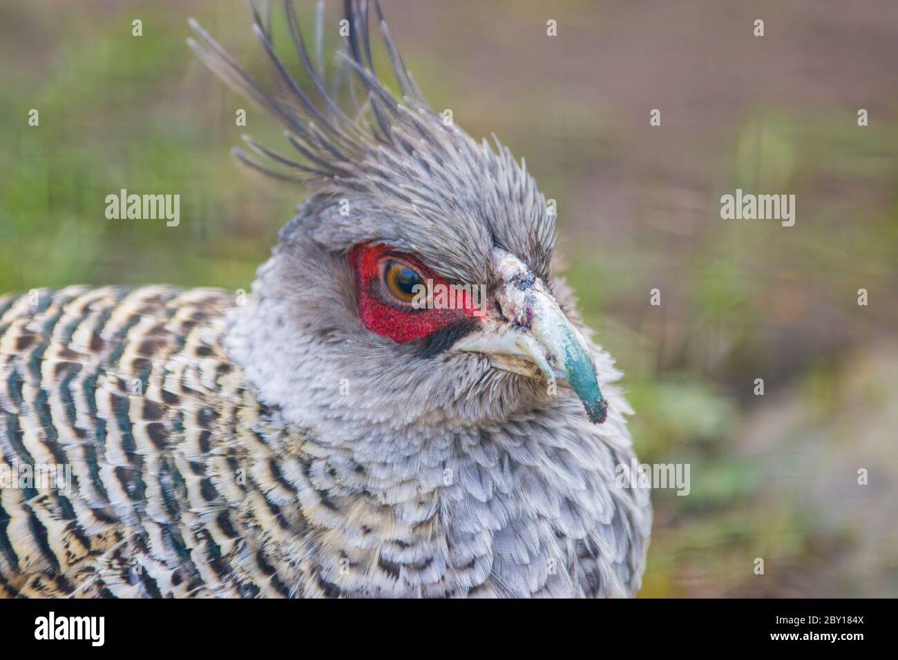 Wallichs pheasants hi-res stock photography and images - Alamy