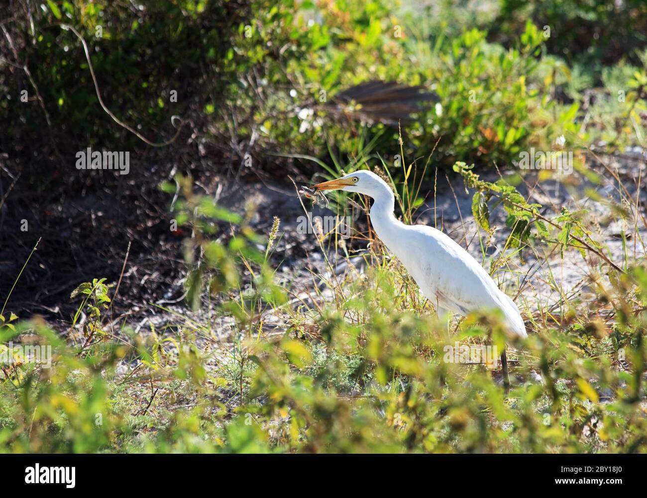 Bird eating lizard hi-res stock photography and images - Alamy