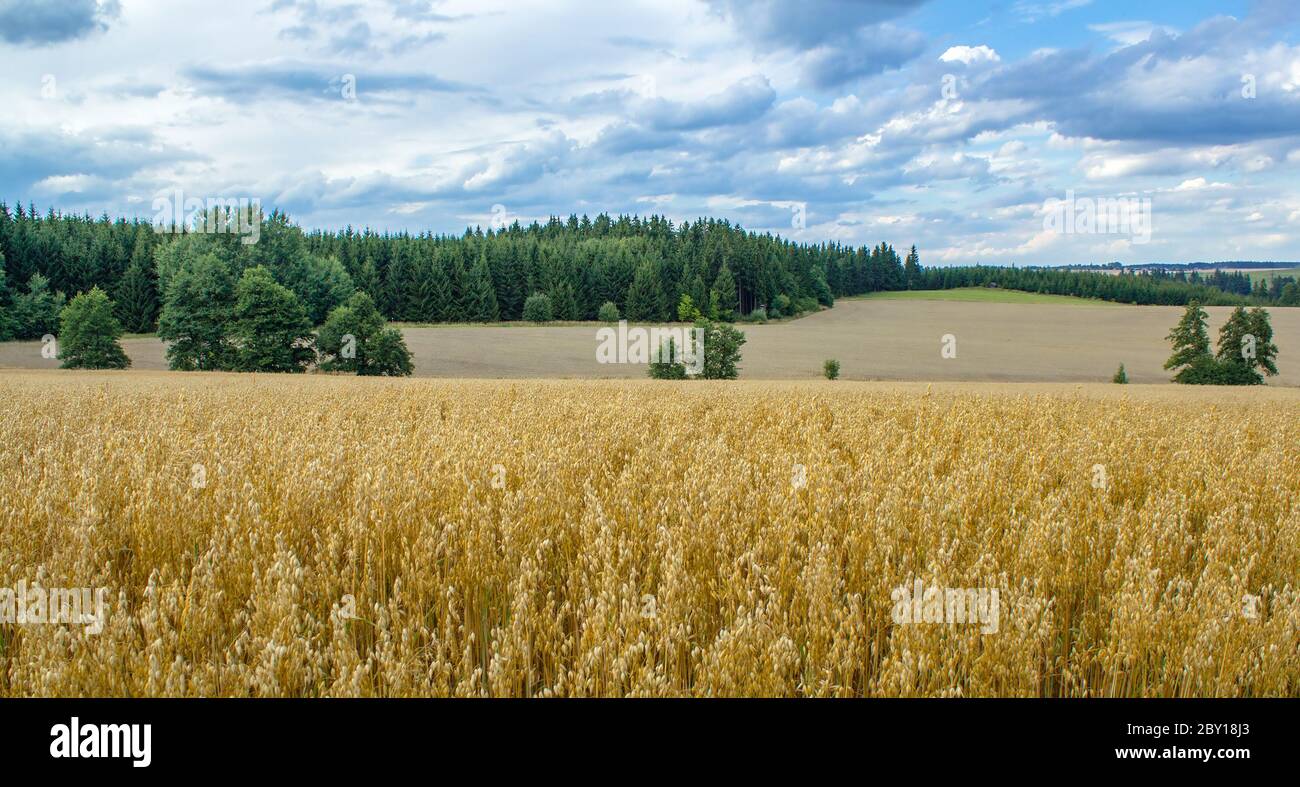 Summer landscape with field and meadow Stock Photo - Alamy